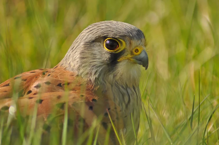 The kestrel — the SCOTTISH countryman
