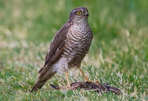 The sparrowhawk — the SCOTTISH countryman
