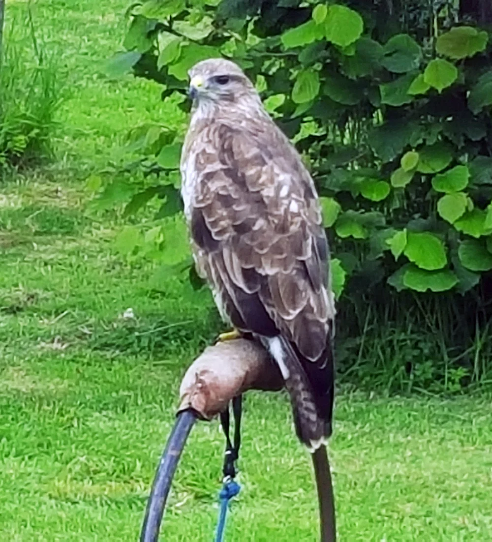 The buzzard — the SCOTTISH countryman