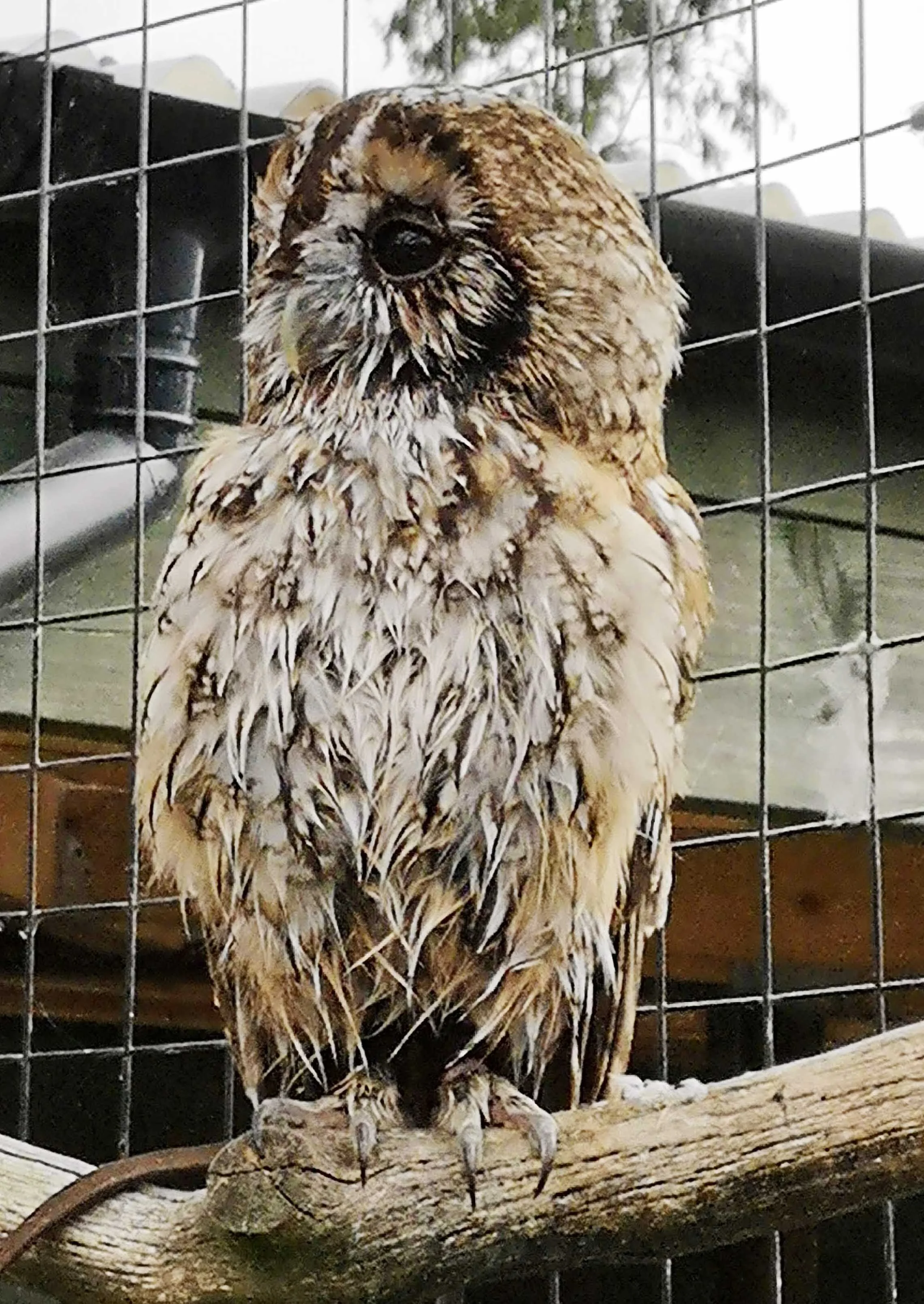 5 reasons to love the Scottish Owl Centre — the SCOTTISH countryman