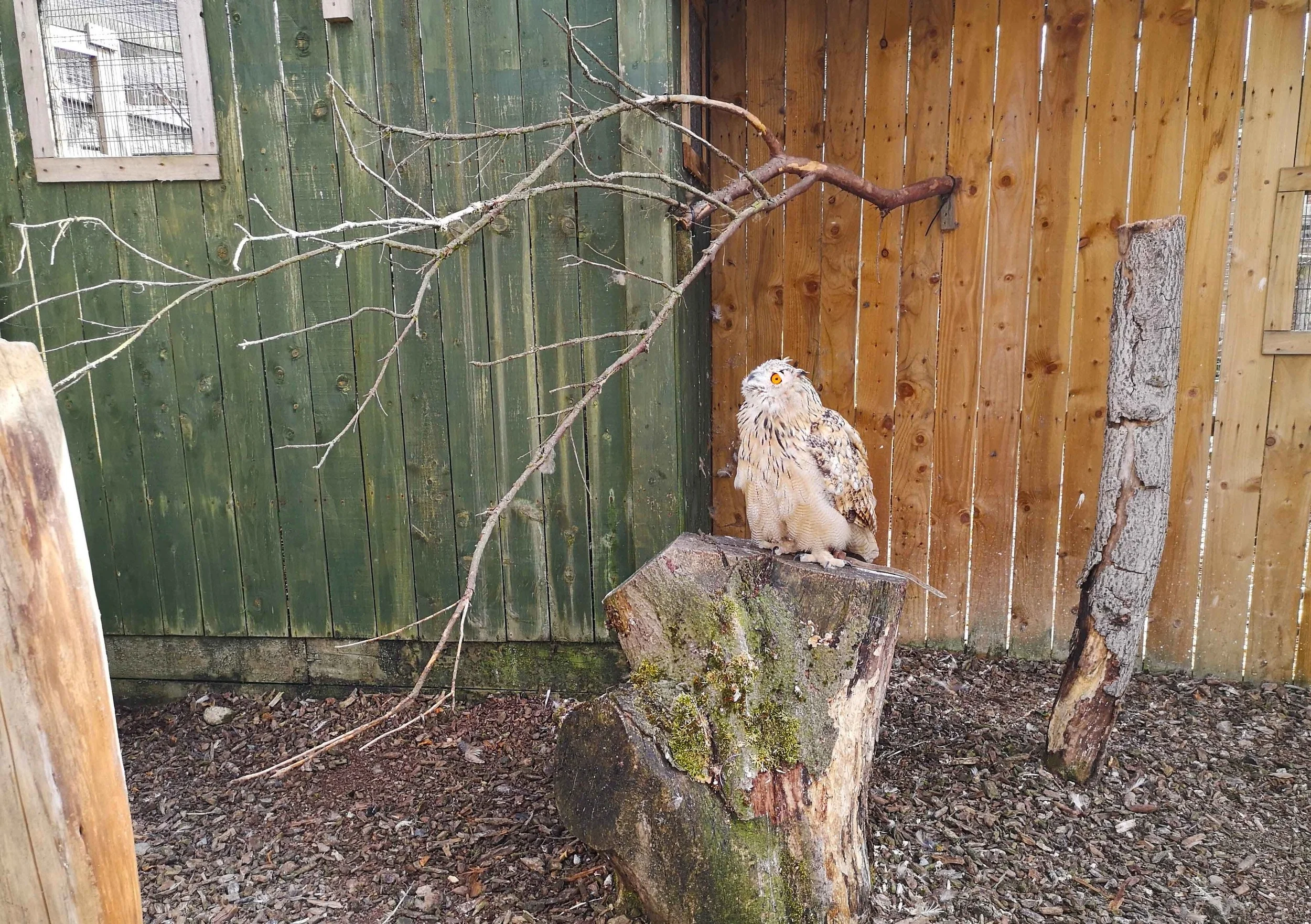 5 reasons to love the Scottish Owl Centre — the SCOTTISH countryman