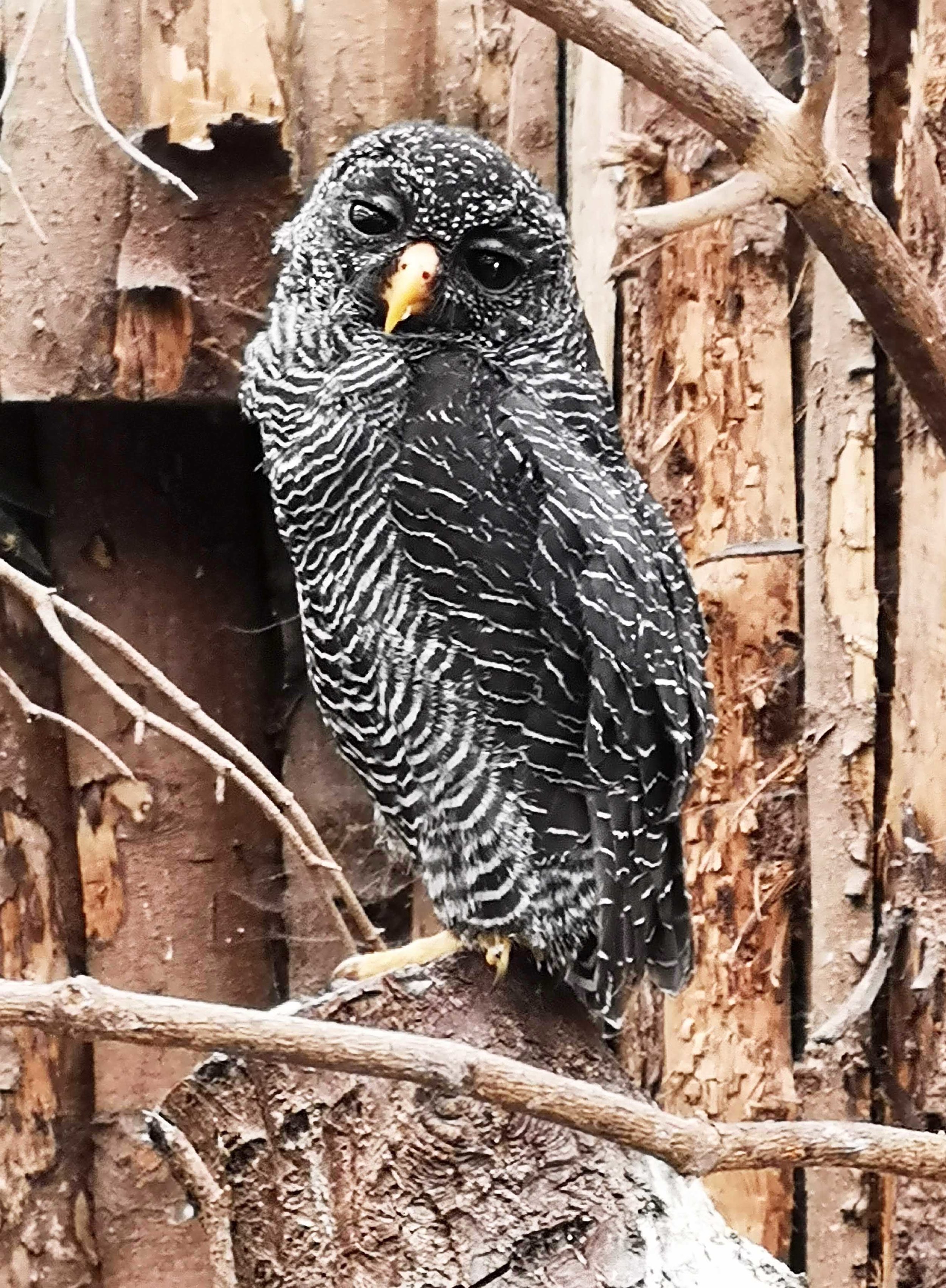 5 reasons to love the Scottish Owl Centre — the SCOTTISH countryman