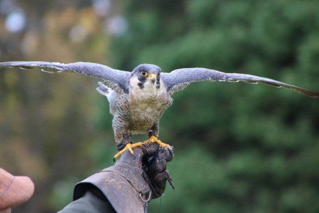 Fletcher - a peregrine and a gentleman — the SCOTTISH countryman