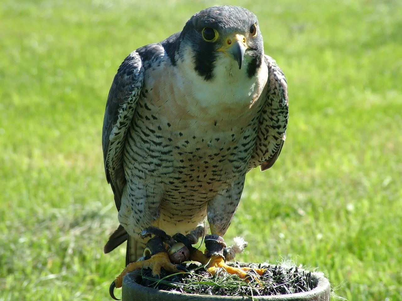 Fletcher - a peregrine and a gentleman — the SCOTTISH countryman