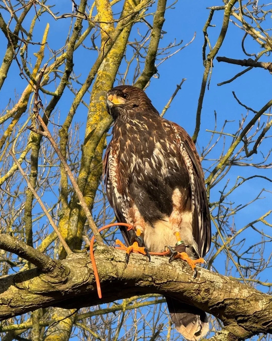 Why are Harris hawks the most popular bird of prey used in falconry in ...