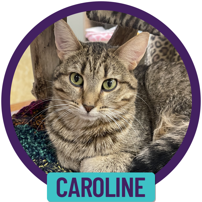 Cats Currently Available for Adoption — Purrfect Cat Rescue