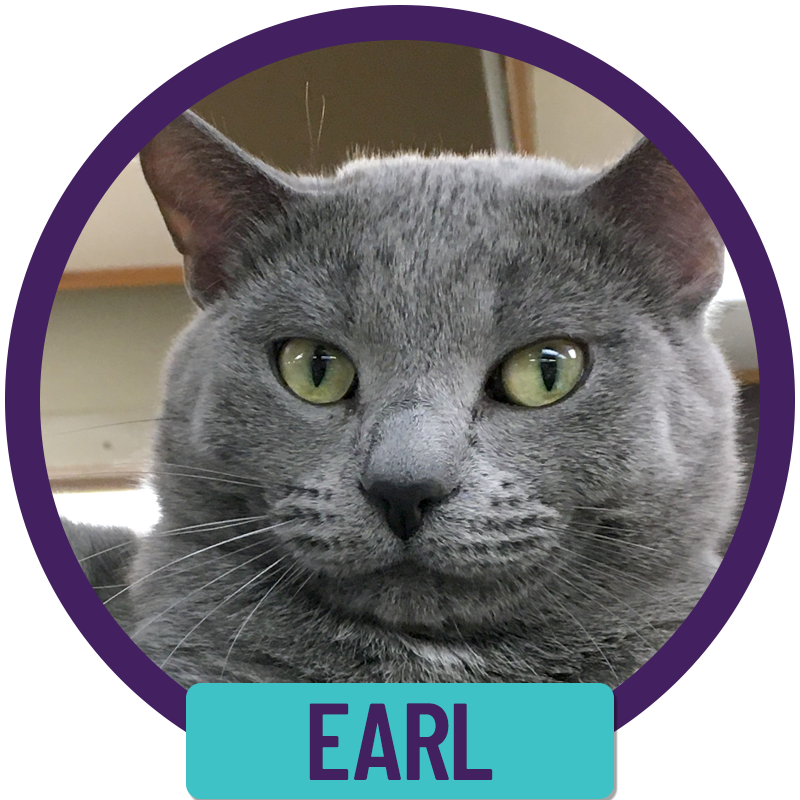 Cats Currently Available for Adoption — Purrfect Cat Rescue