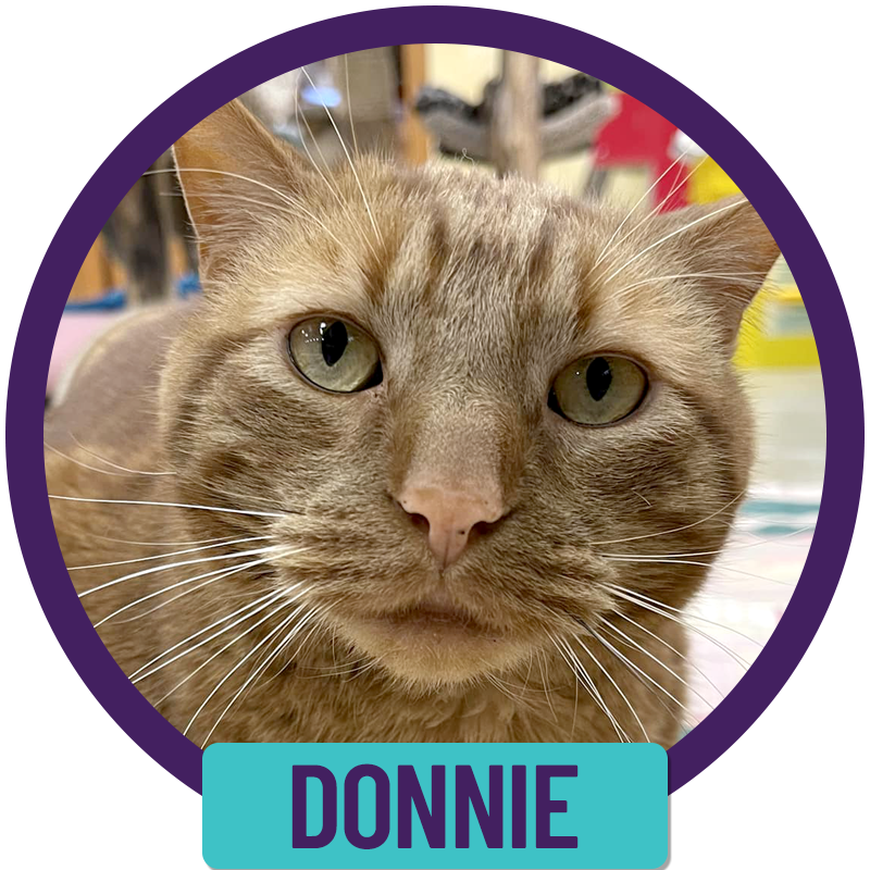 Cats Currently Available for Adoption — Purrfect Cat Rescue