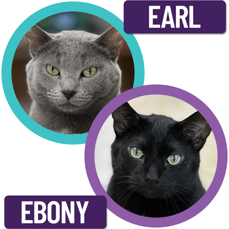 Cats Currently Available for Adoption — Purrfect Cat Rescue