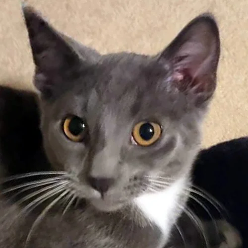 Cats Currently Available for Adoption — Purrfect Cat Rescue