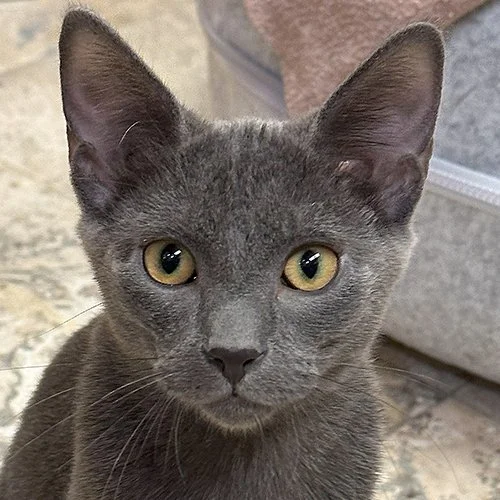Cats Currently Available for Adoption — Purrfect Cat Rescue
