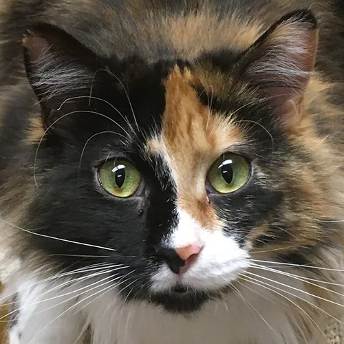 Cats Currently Available for Adoption — Purrfect Cat Rescue