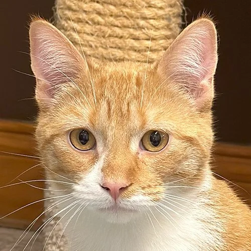 Cats Currently Available for Adoption — Purrfect Cat Rescue