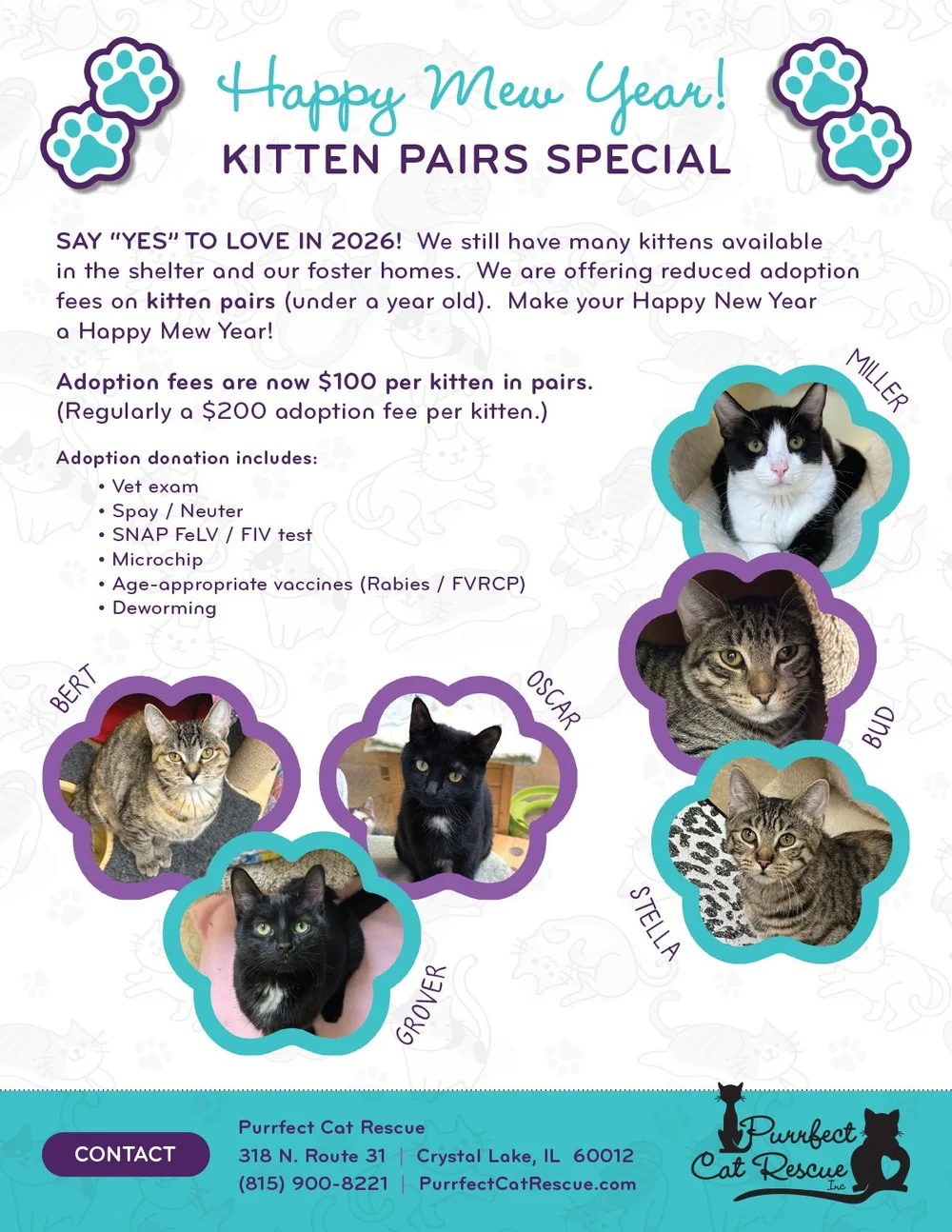 Cats Currently Available for Adoption — Purrfect Cat Rescue