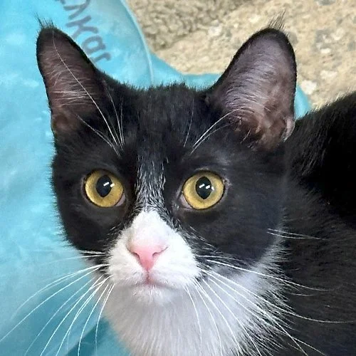 Cats Currently Available for Adoption — Purrfect Cat Rescue