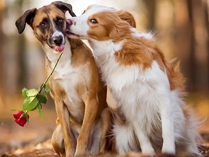 Is It Good To Have Two Dogs