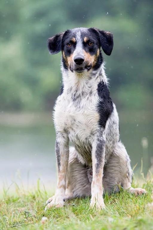 Czech Dogs and their History Czech Center Museum Houston - A place to ...