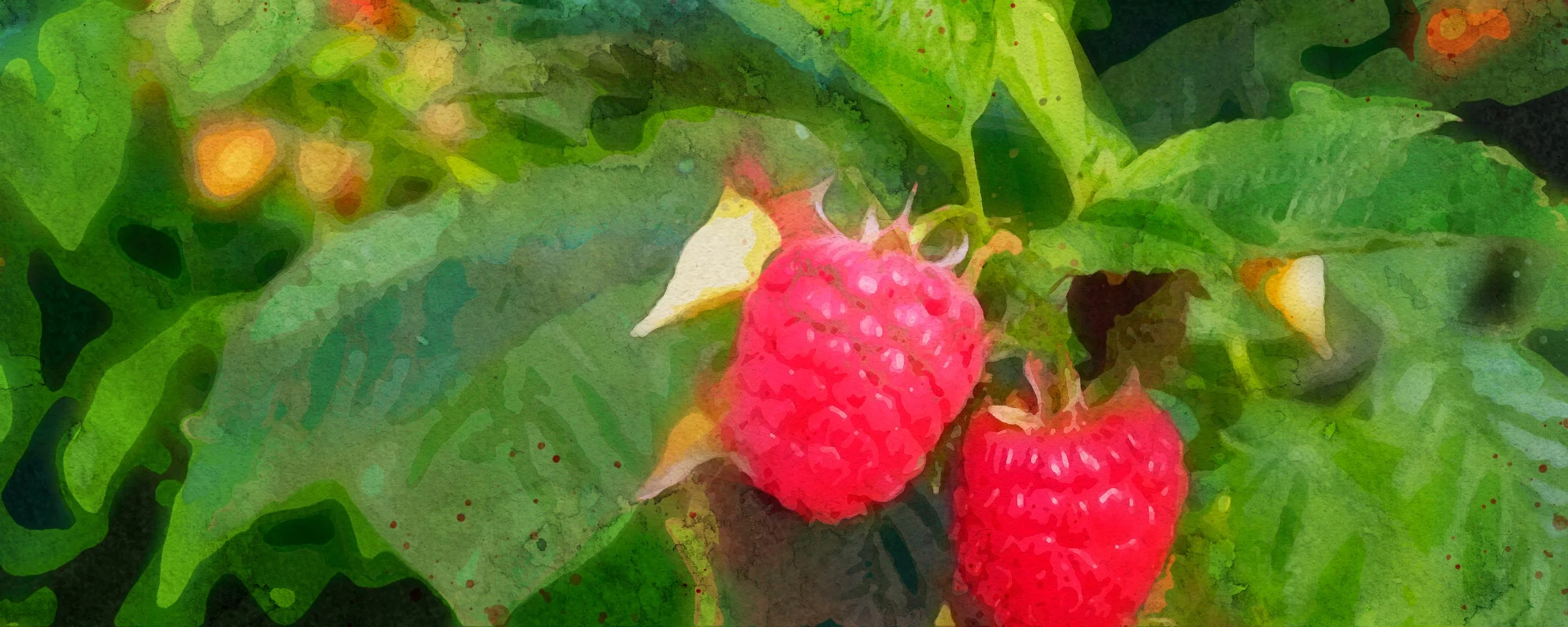 Raspberry Leaf - High in Antioxidants — Spirit Healing Tea™ - Healing ...