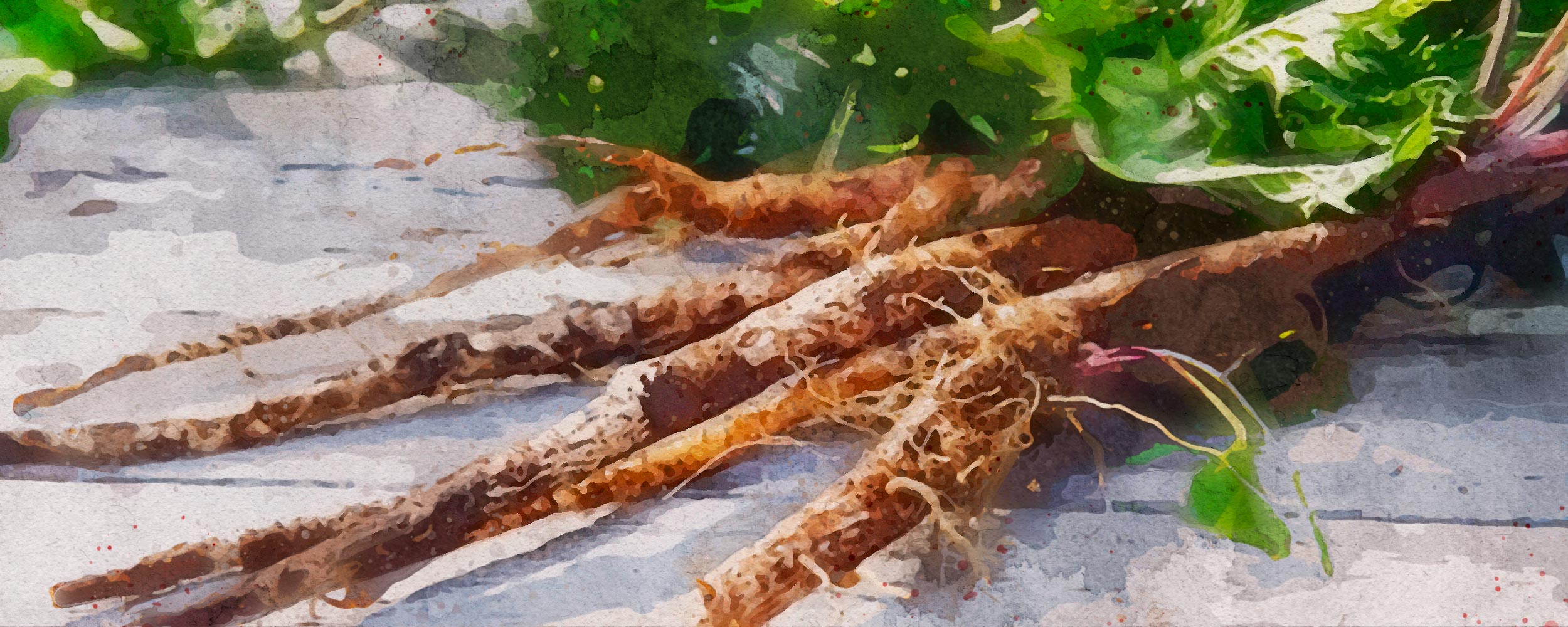 Burdock Root - A Powerful Medicinal Herb — Spirit Healing Tea ...