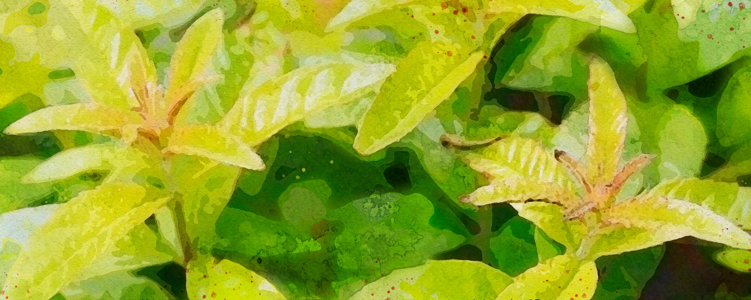 Lemon Verbena - A Fragrant Medicinal Herb — Spirit Healing Tea ...