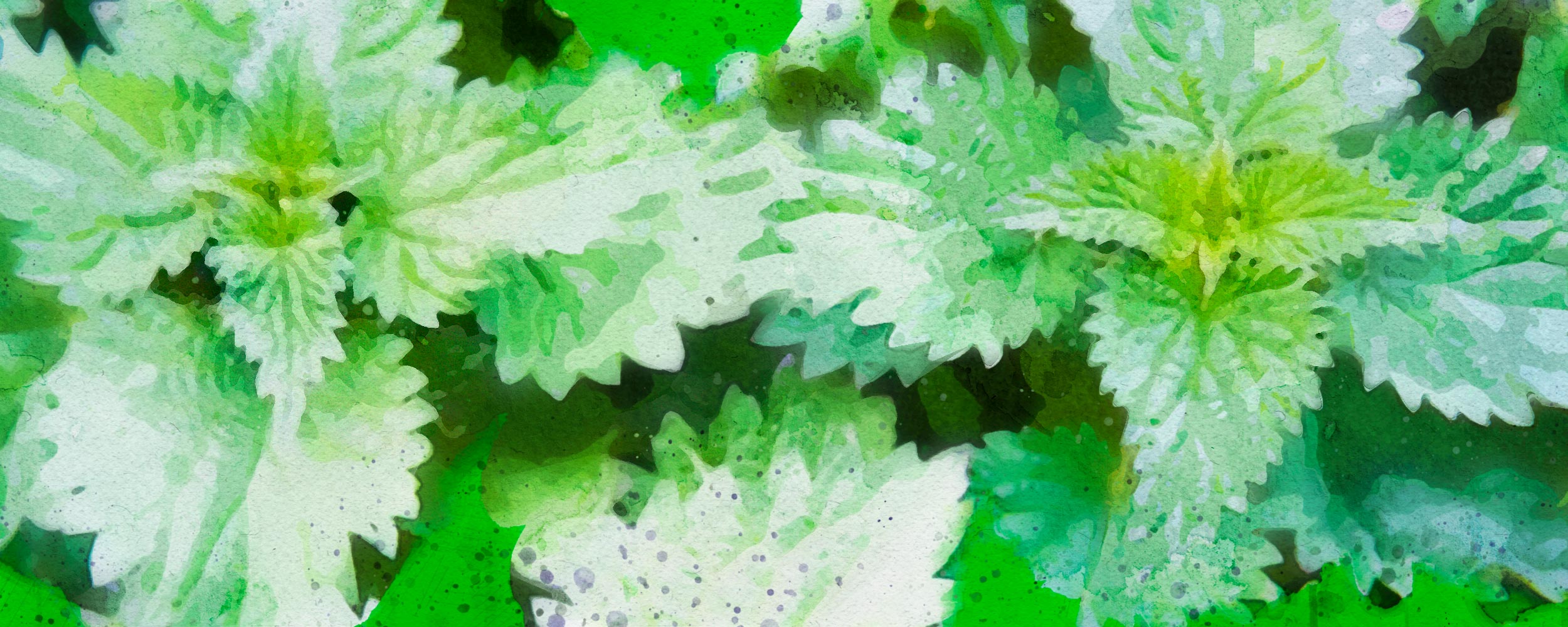 Nettle Leaf - A Powerful Herbal Medicine — Spirit Healing Tea ...