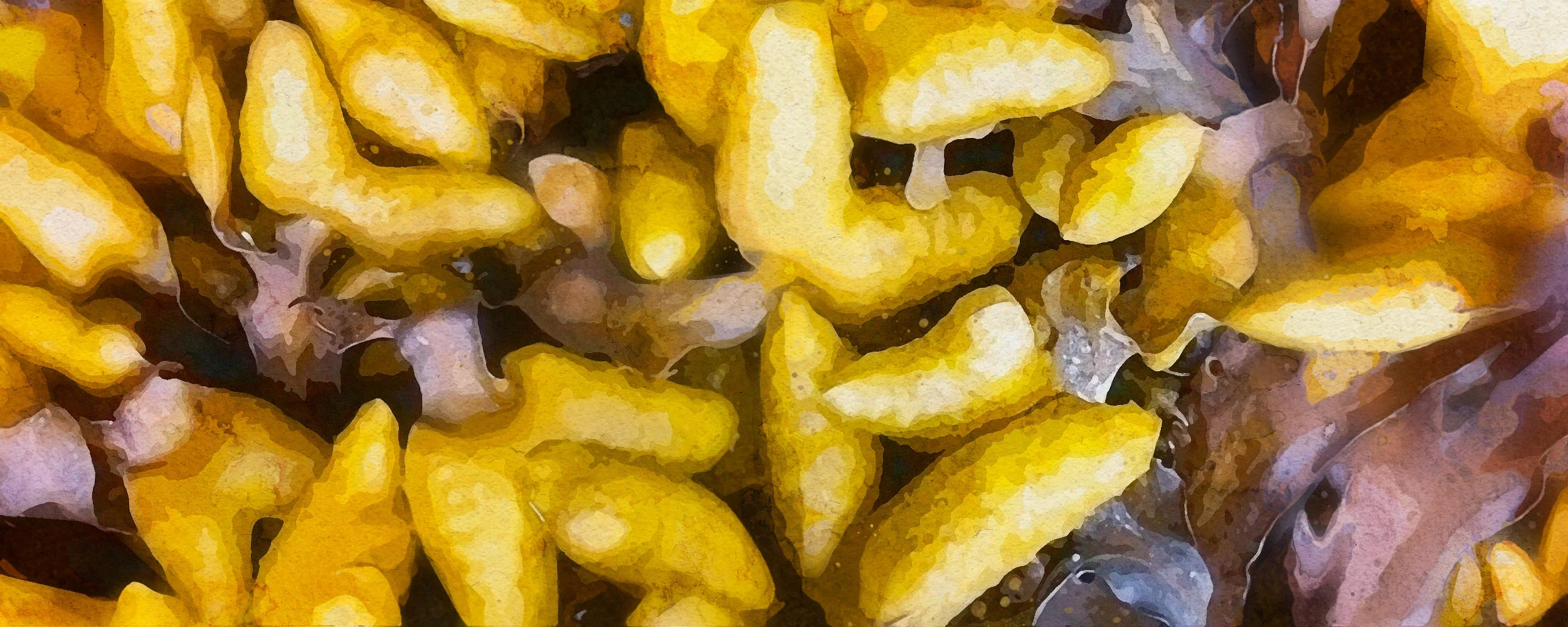 Bladderwrack — Spirit Healing Tea™ - Healing & Detox Teas