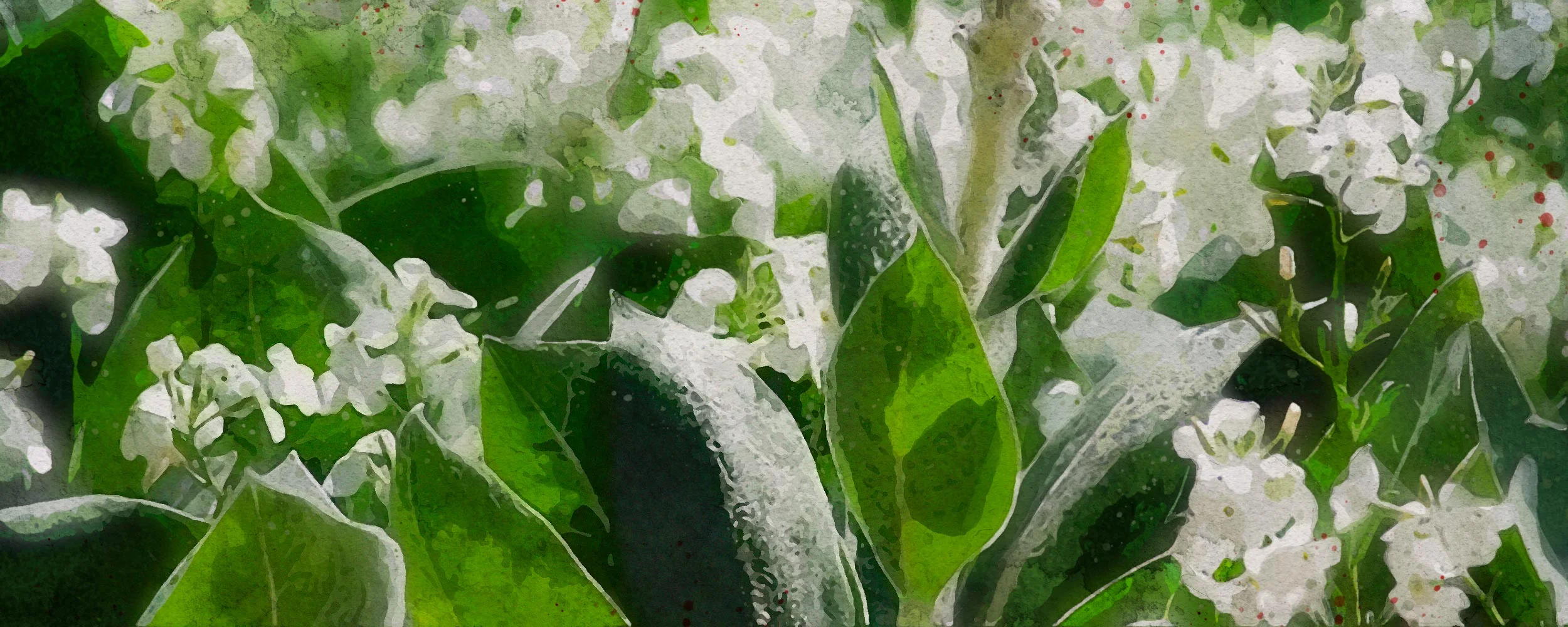 Mullein Leaf - Highly Effective Botanical — Spirit Healing Tea ...