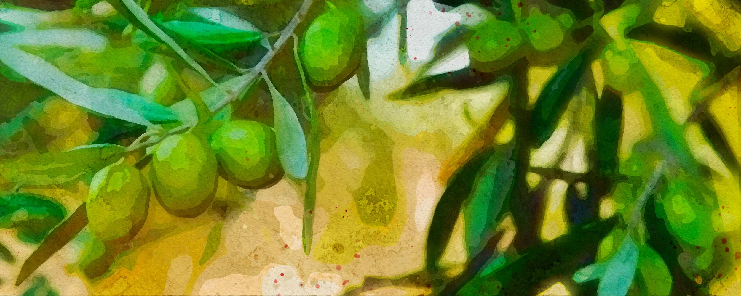 Olive Leaf - A Powerful Medicinal Herb — Spirit Healing Tea™ - Healing ...