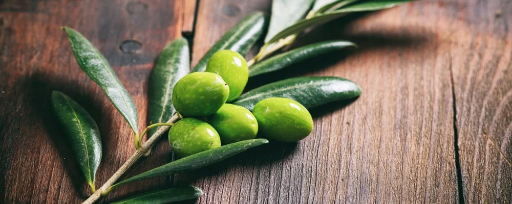 Olive Leaf - A Powerful Medicinal Herb — Spirit Healing Tea™ - Healing ...