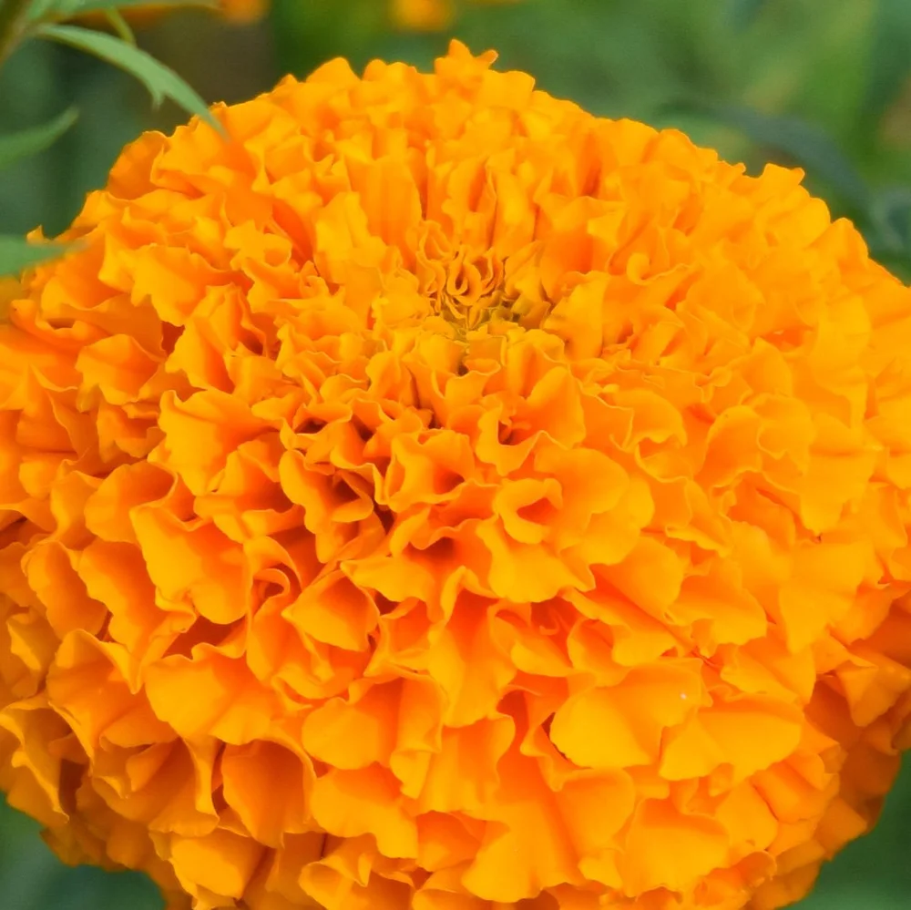 Spiritual Benefits of Calendula Herbal Tea — Spirit Healing Tea ...