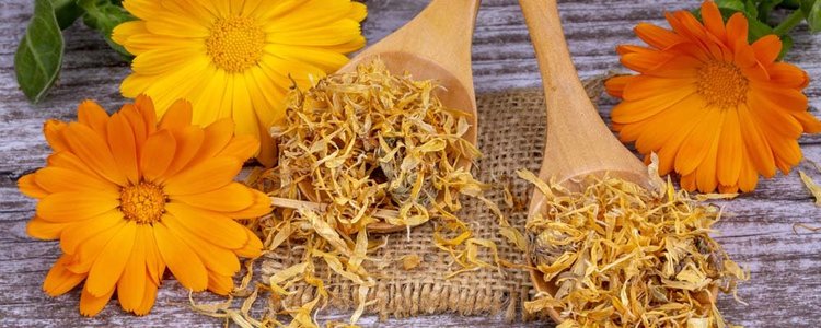 Calendula – A Beneficial Medicinal Flower — Spirit Healing Tea ...