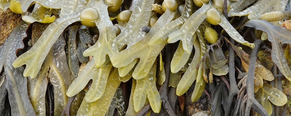 Kelp – A Healing Sea Vegetable — Spirit Healing Tea™ - Healing & Detox Teas