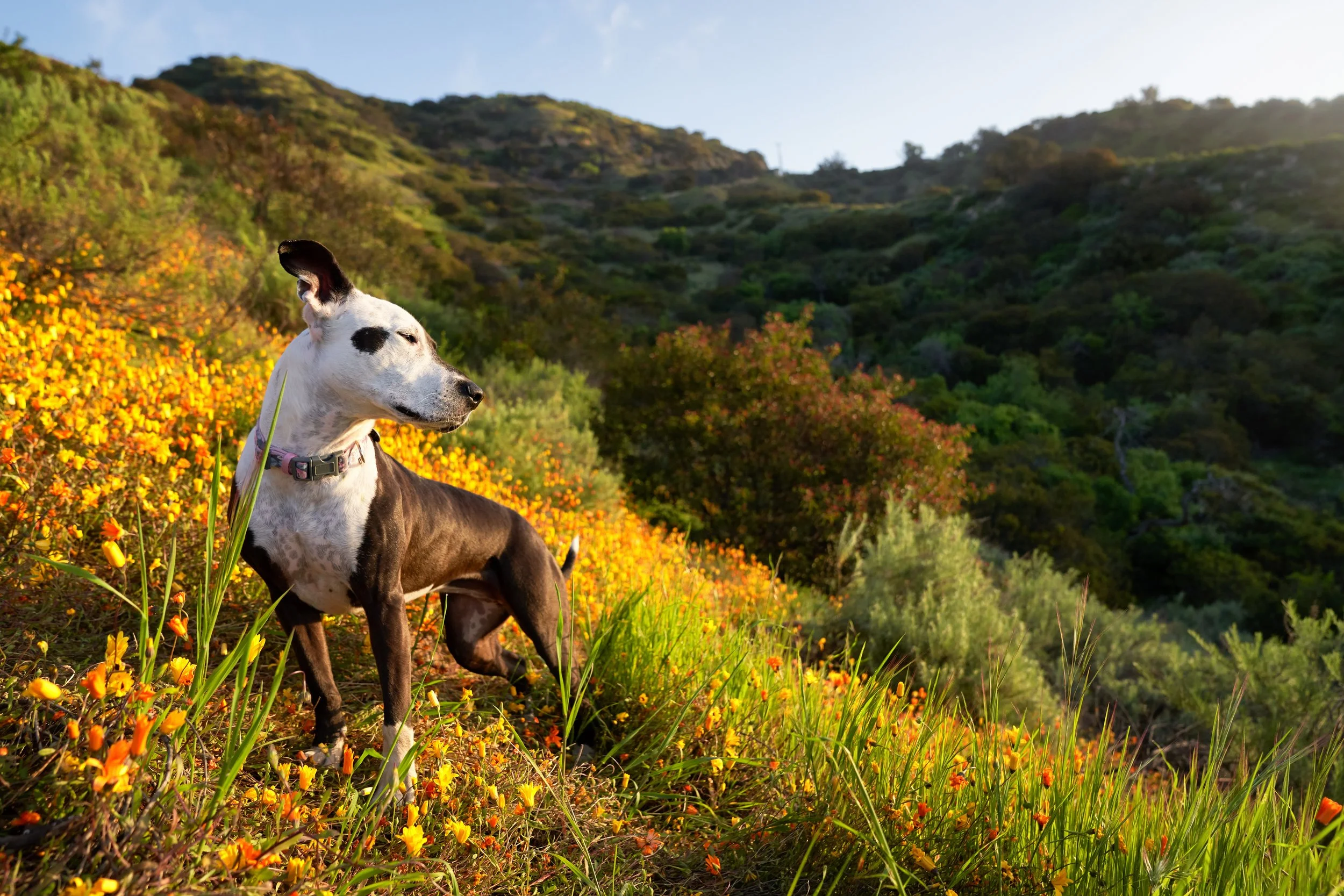 Sarah DeRemer | Dog Photographer - Dogtographer LA