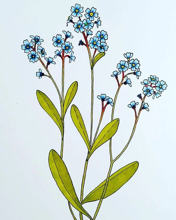 Forget Me Not Botanical Illustration