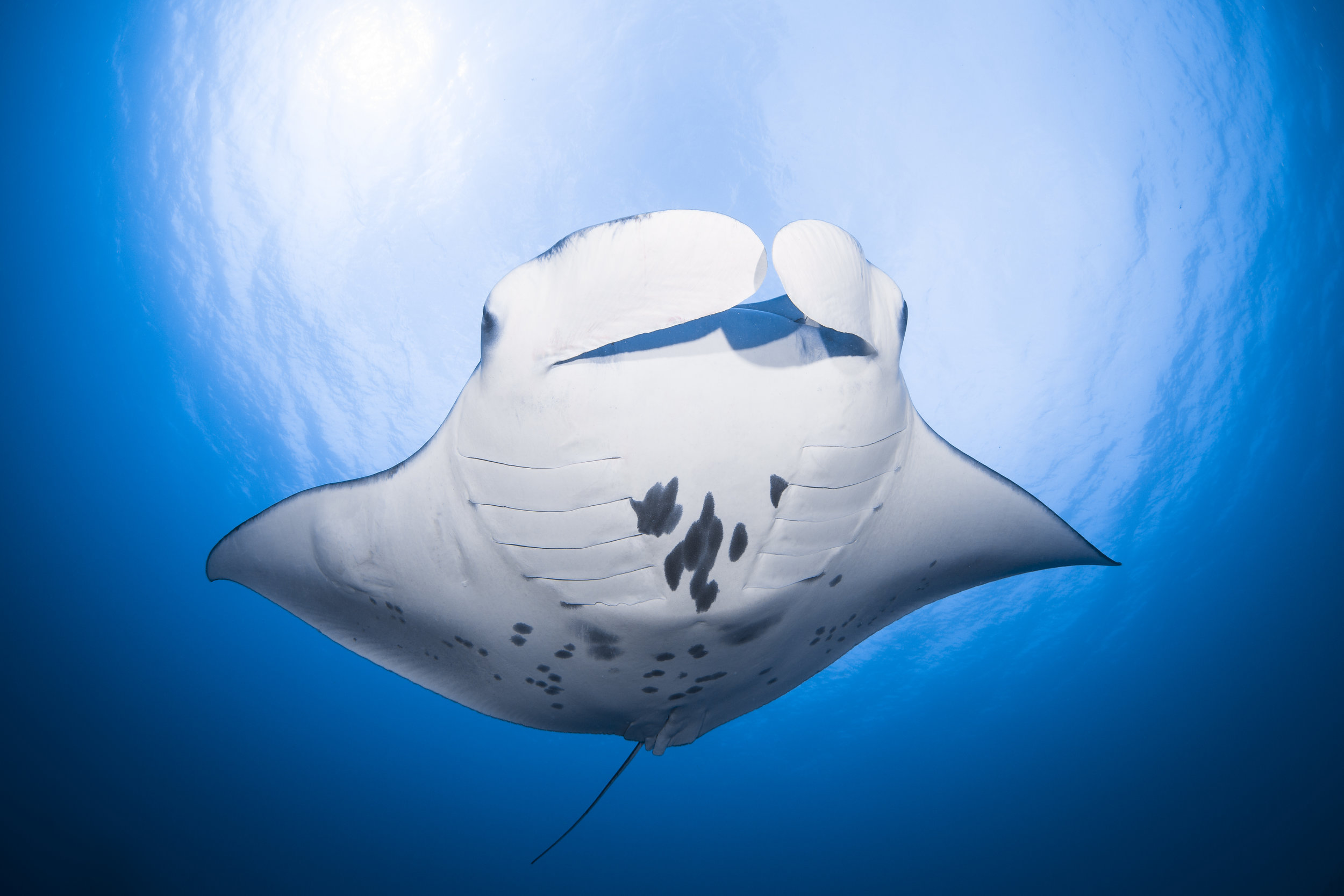 Underwater Manta Ray Ultrasound | Press Release — Manta Trust