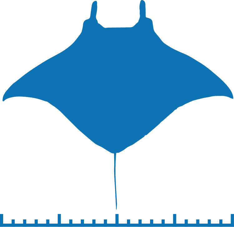 Spinetail Devil Ray (Mobula mobular) Species Guide — Manta Trust
