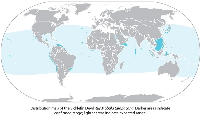 Sicklefin Devil Ray (Mobula tarapacana) Species Guide — Manta Trust