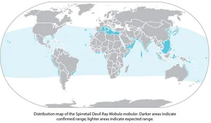 Spinetail Devil Ray (Mobula mobular) Species Guide — Manta Trust