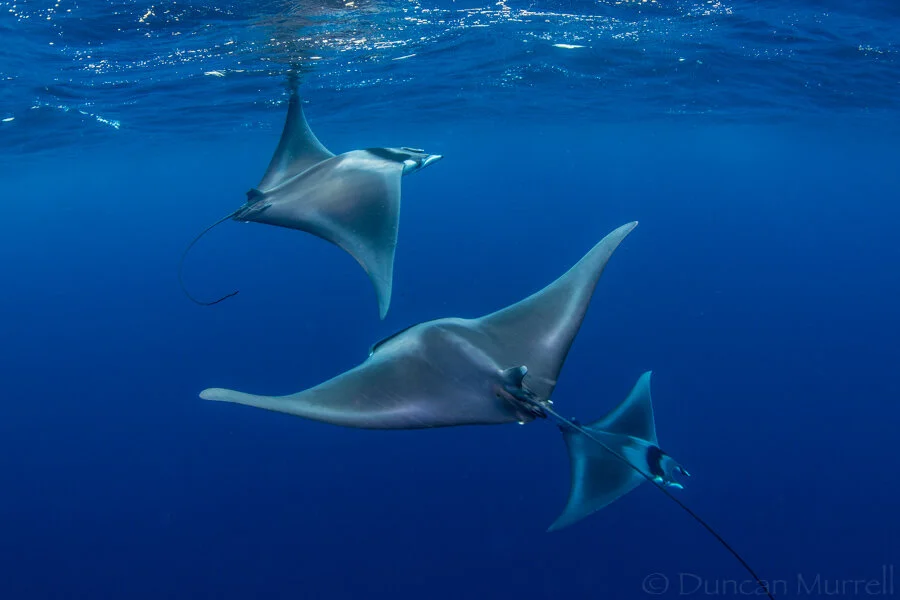 Spinetail Devil Ray (Mobula mobular) Species Guide — Manta Trust