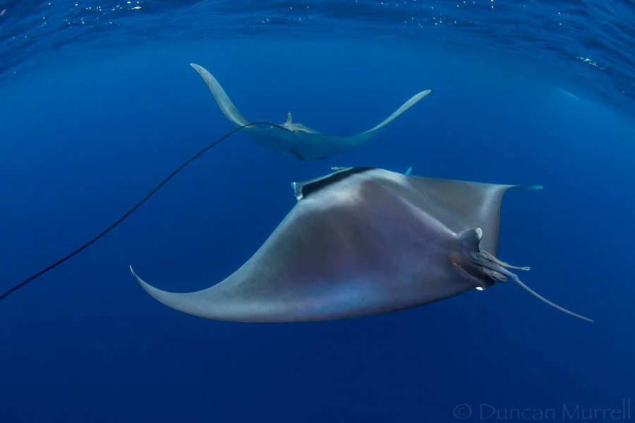 Spinetail Devil Ray (Mobula mobular) Species Guide — Manta Trust