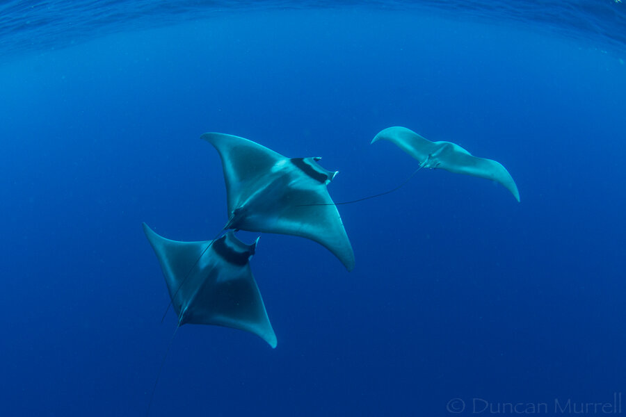 Spinetail Devil Ray (Mobula mobular) Species Guide — Manta Trust