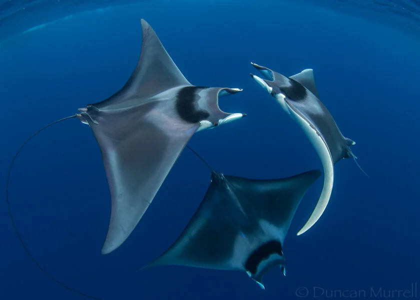 Spinetail Devil Ray (Mobula mobular) Species Guide — Manta Trust