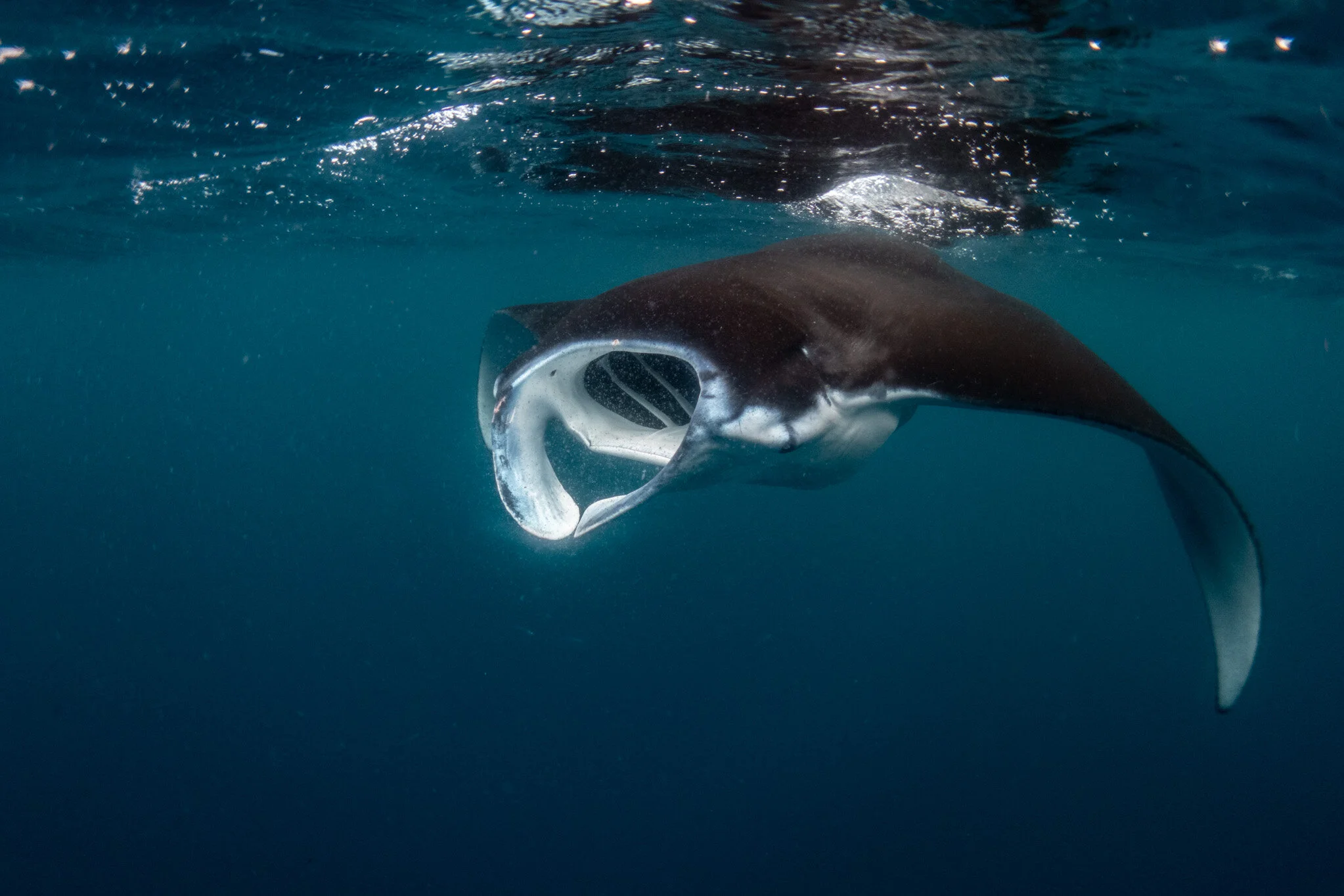 French Polynesia Manta Project | Affiliate Project — Manta Trust