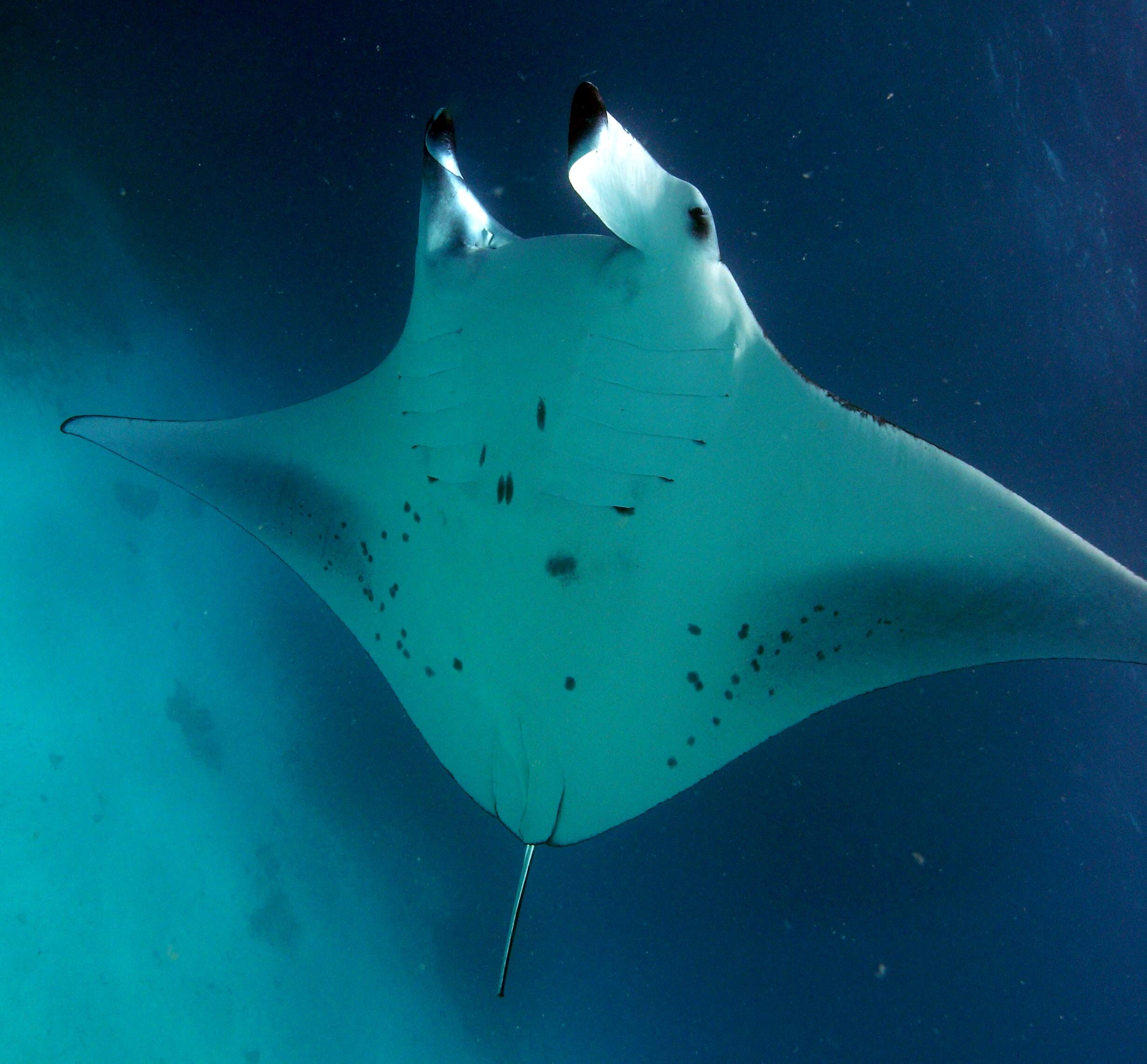 Adopt a Manta | Updates on Their Sightings — Manta Trust