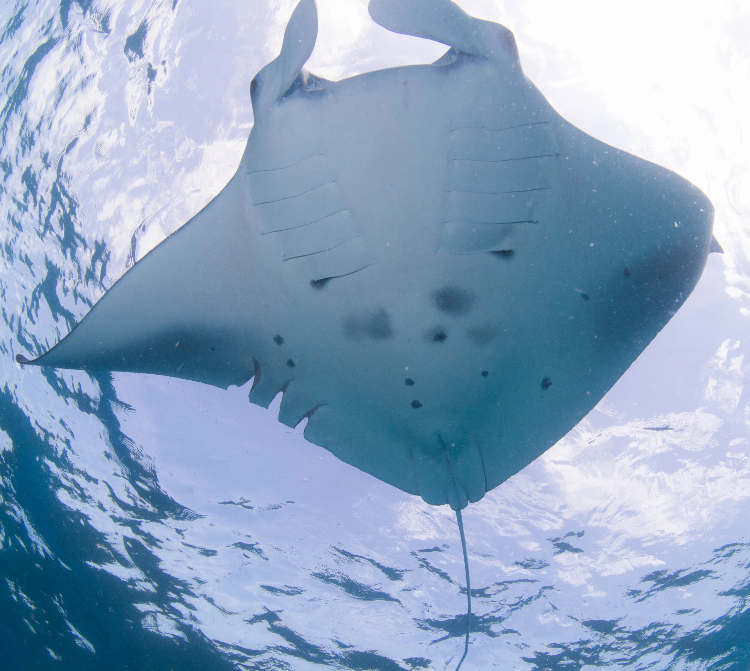 Adopt a Manta | Updates on Their Sightings — Manta Trust