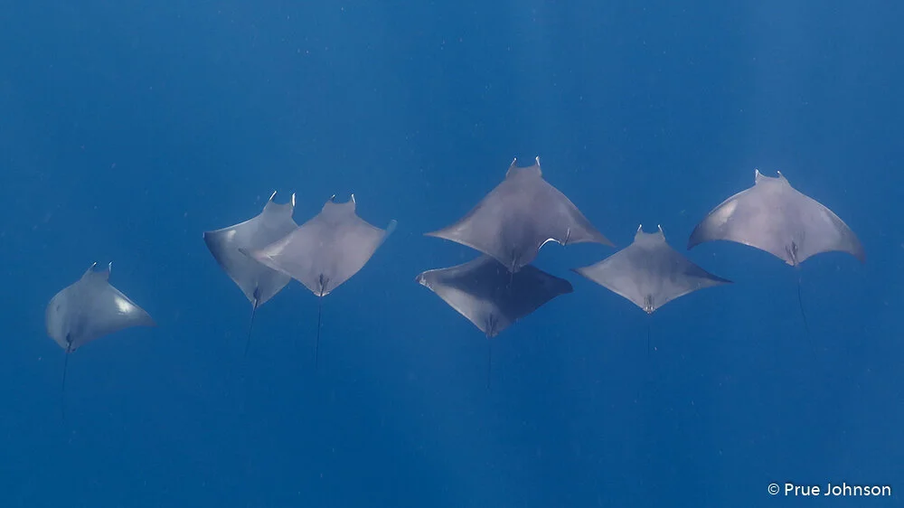 Longhorned Pygmy Devil Ray (Mobula eregoodoo) Species Guide — Manta Trust