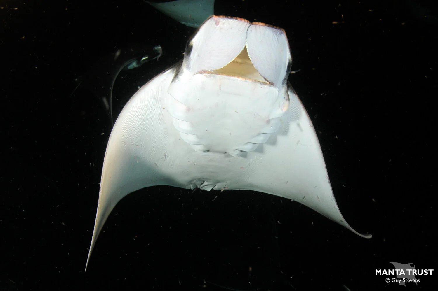 Munk's Pygmy Devil Ray (Mobula munkiana) Species Guide — Manta Trust