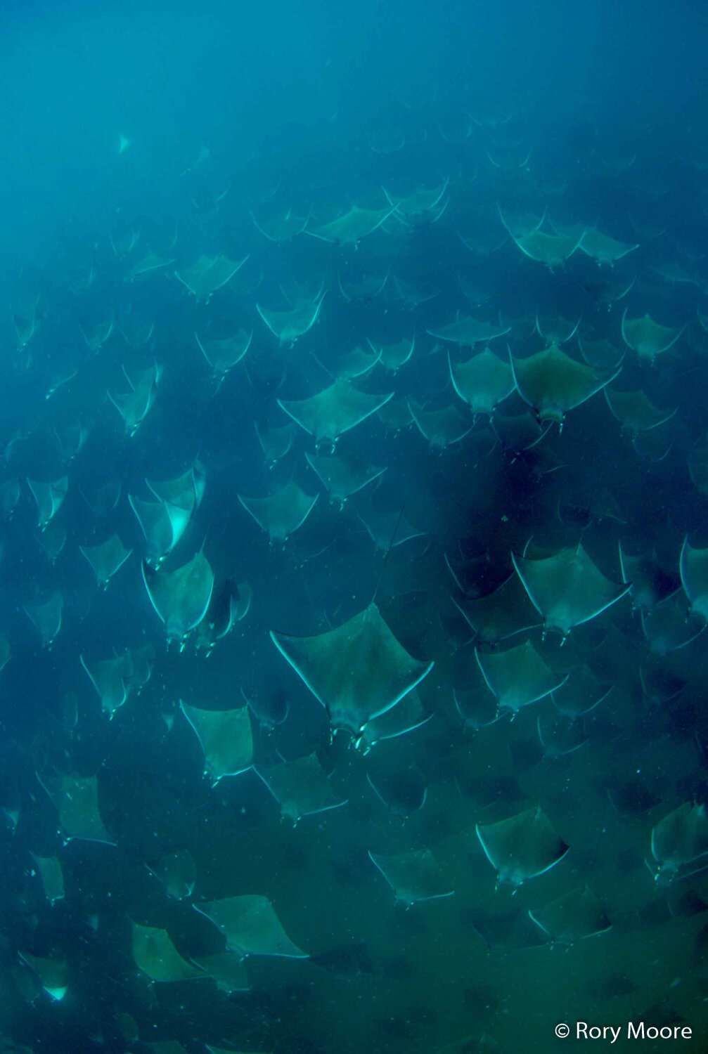 Munk's Pygmy Devil Ray (Mobula munkiana) Species Guide — Manta Trust