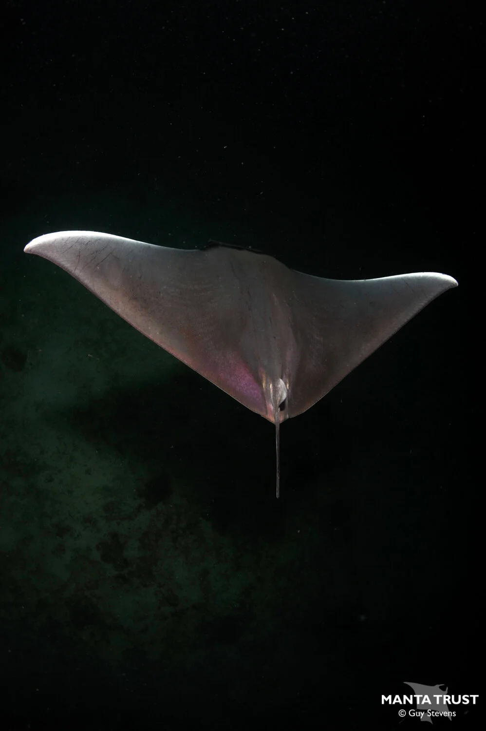 Munk's Pygmy Devil Ray (Mobula munkiana) Species Guide — Manta Trust