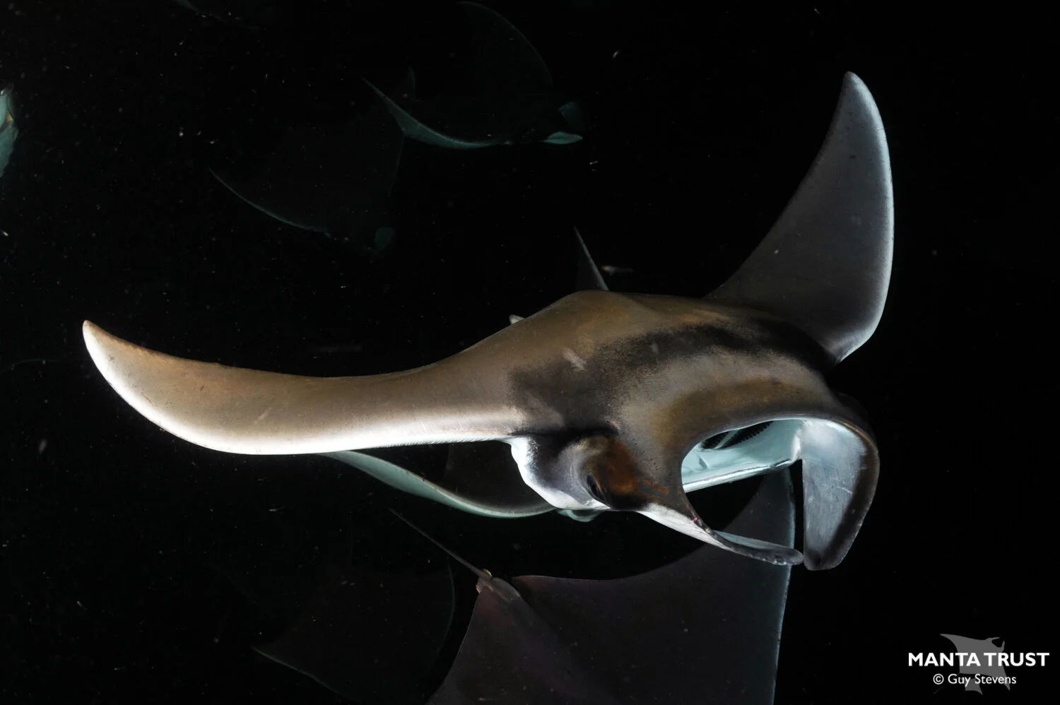 Munk's Pygmy Devil Ray (Mobula munkiana) Species Guide — Manta Trust